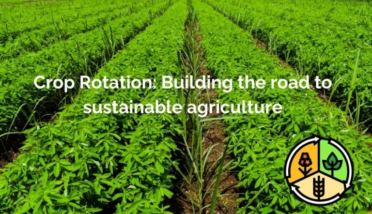 Crop Rotation: Building the road to sustainable agriculture